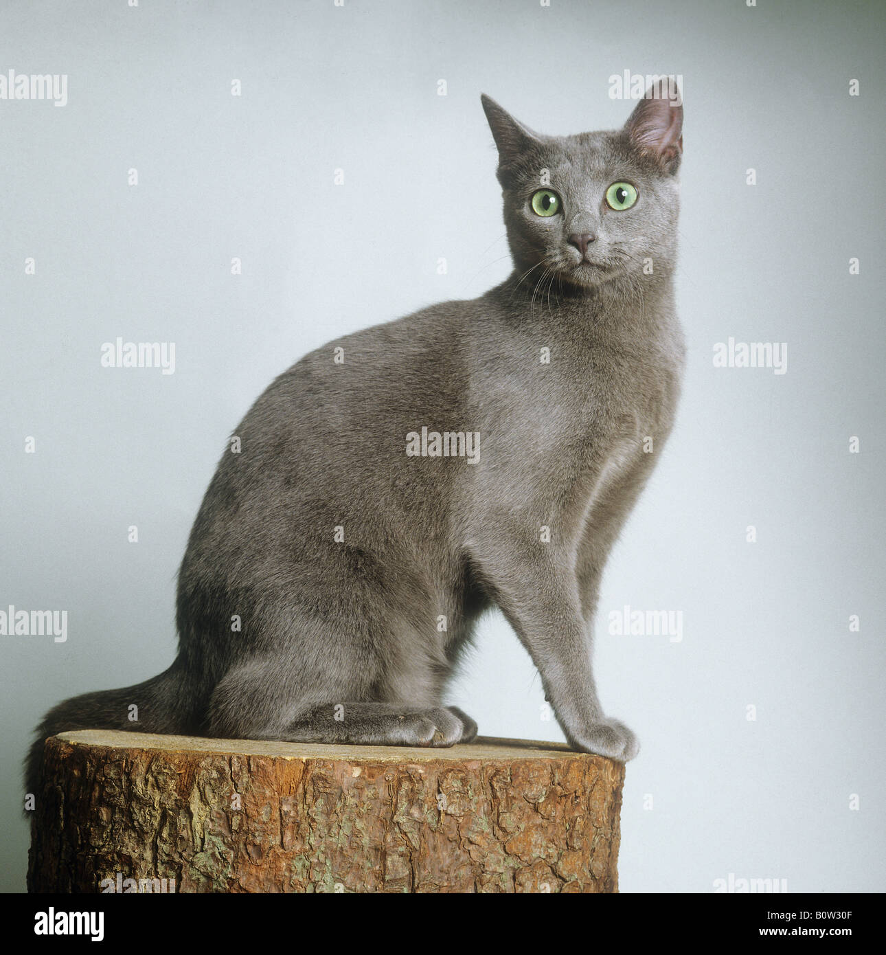 Cutout stump hi-res stock photography and images - Alamy