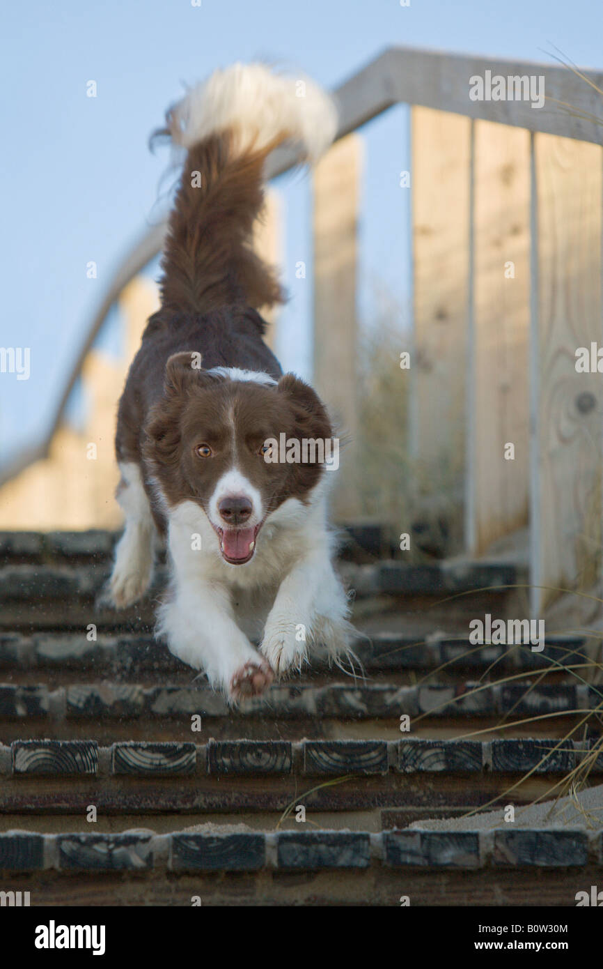 Dogs on stairs hi-res stock photography and images - Alamy
