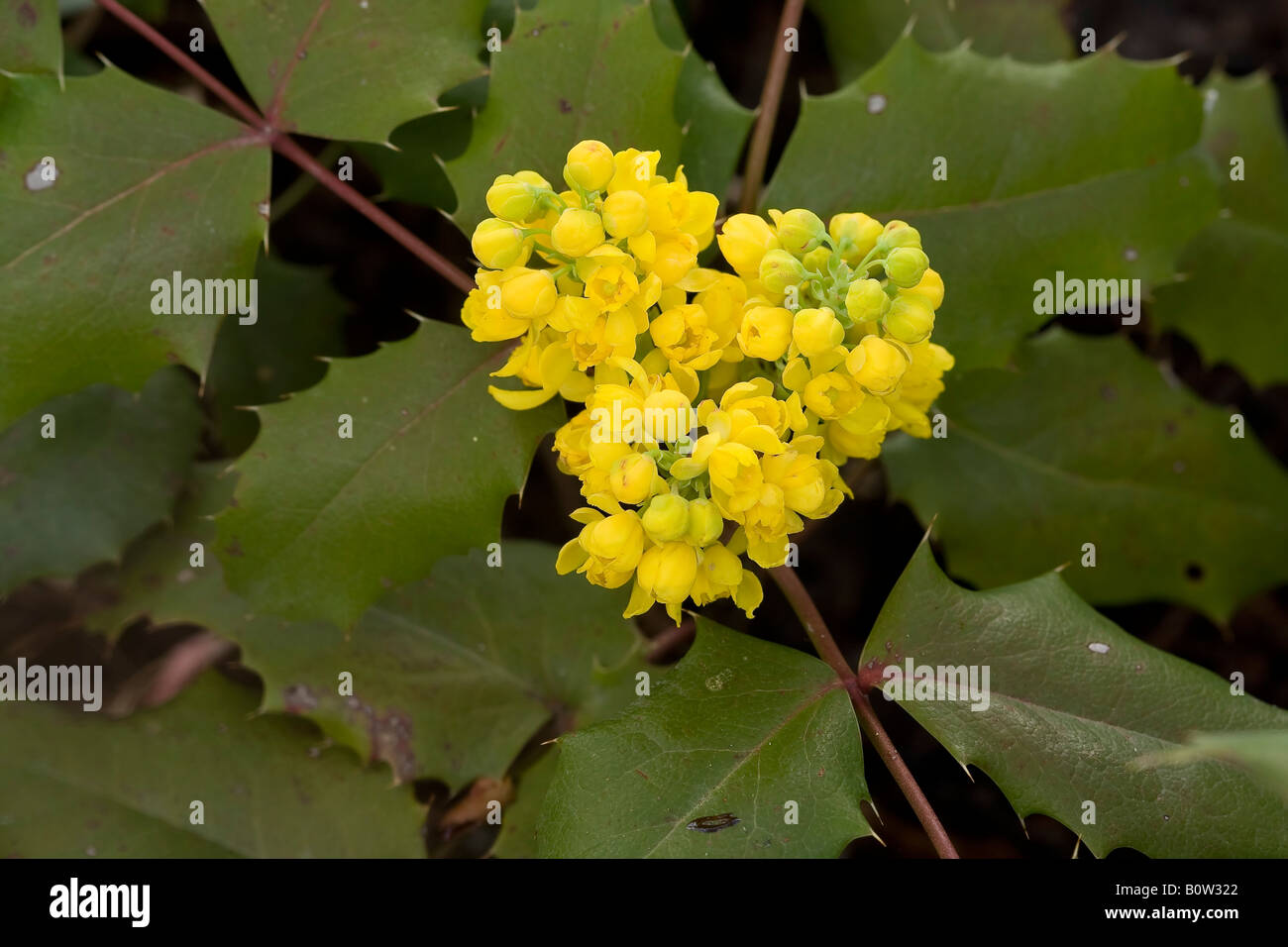 Grape bloom hi-res stock photography and images - Alamy