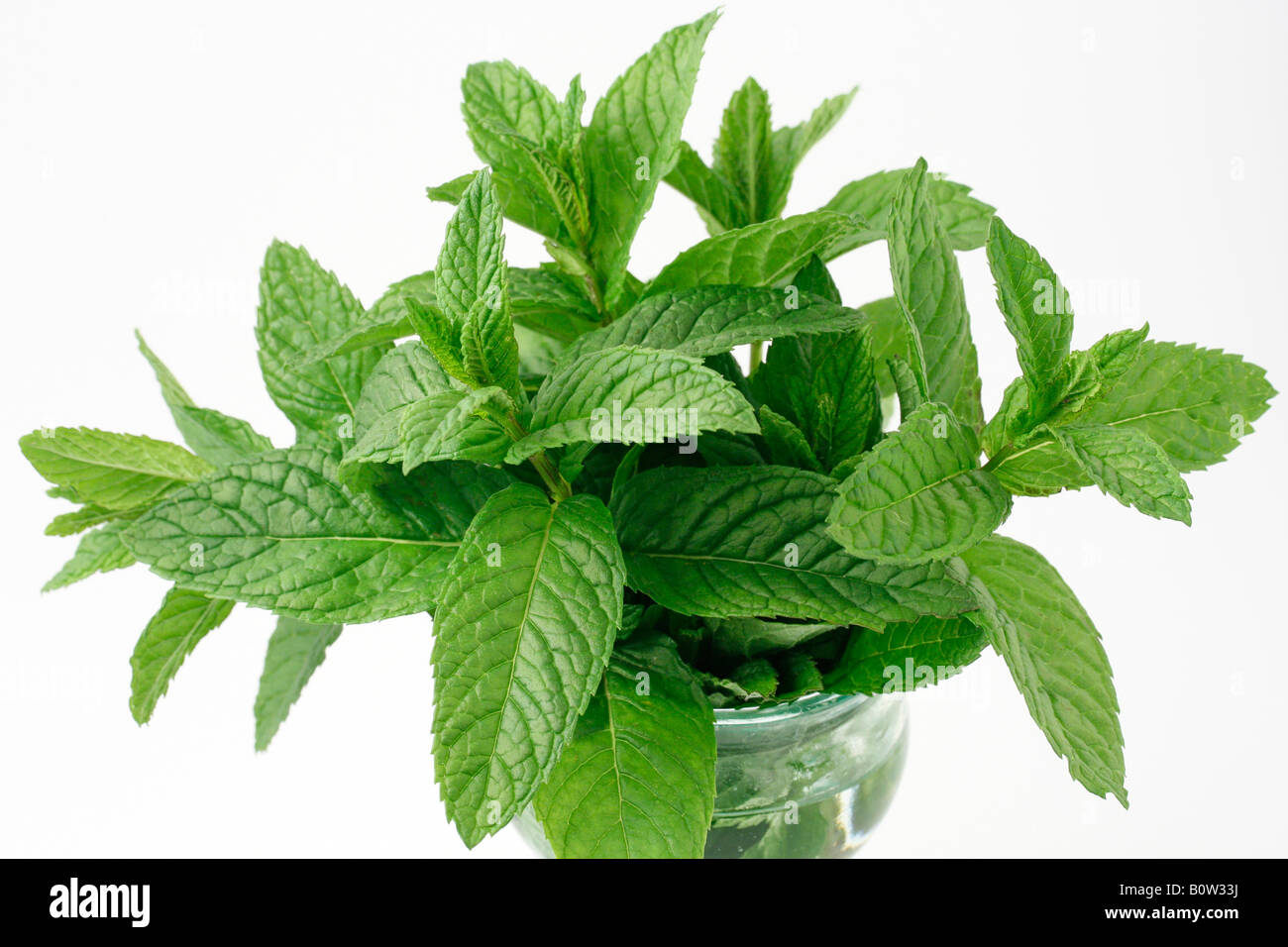 Fresh peppermint leaves Stock Photo - Alamy