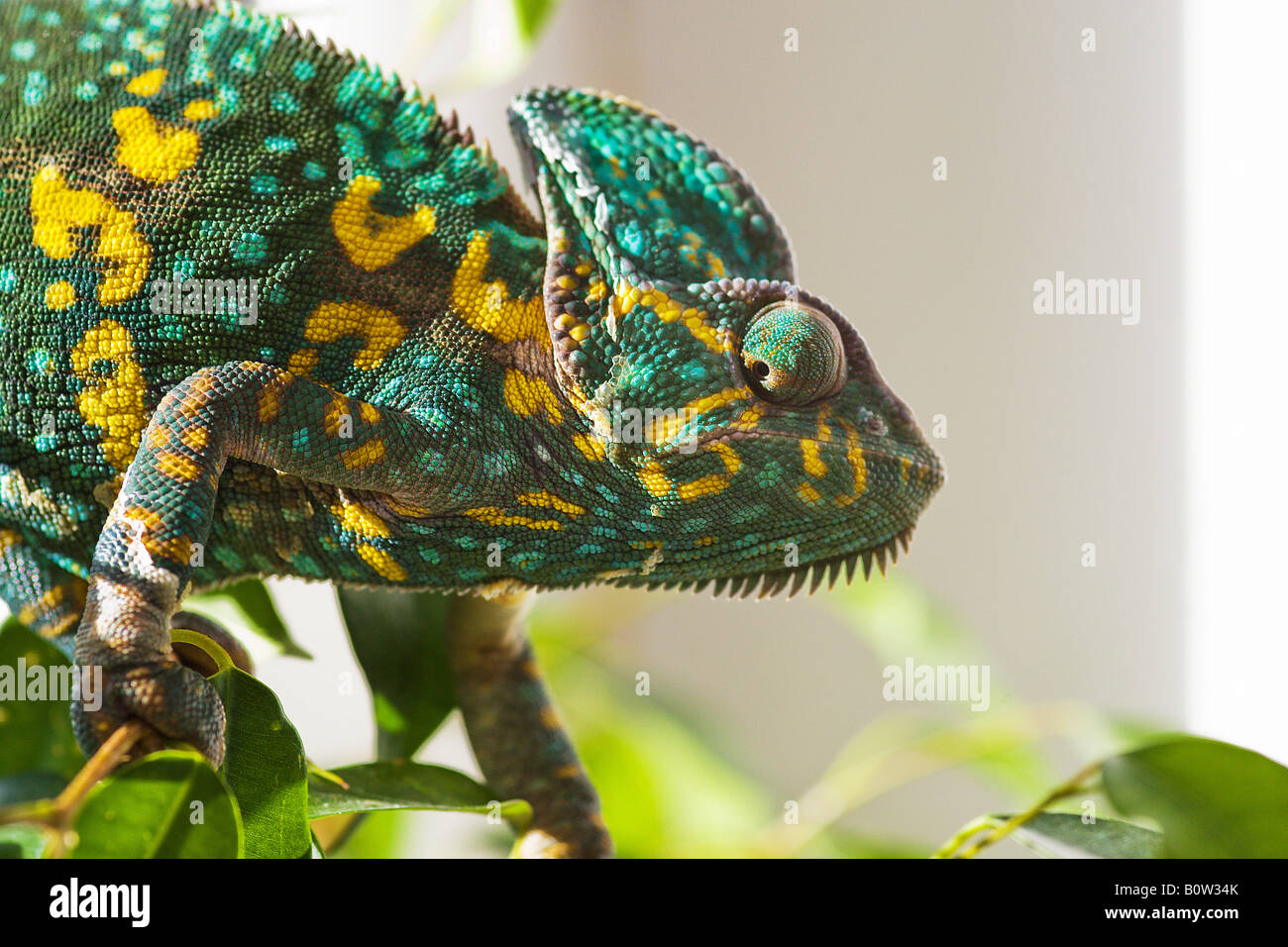 Female Veiled Chameleon Colors Female Veiled Chameleon Seems Angry