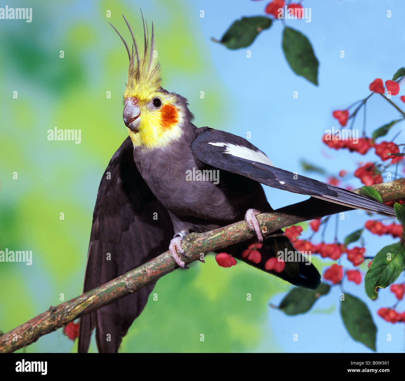Cockatiel branch with toy hi-res stock photography and images - Alamy