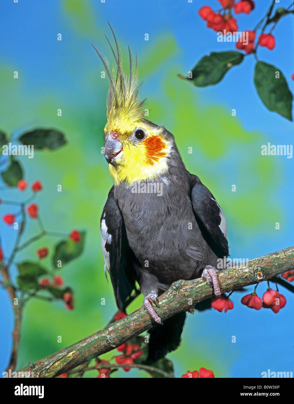 Cockatiel Branch With Toy High Resolution Stock Photography and Images ...