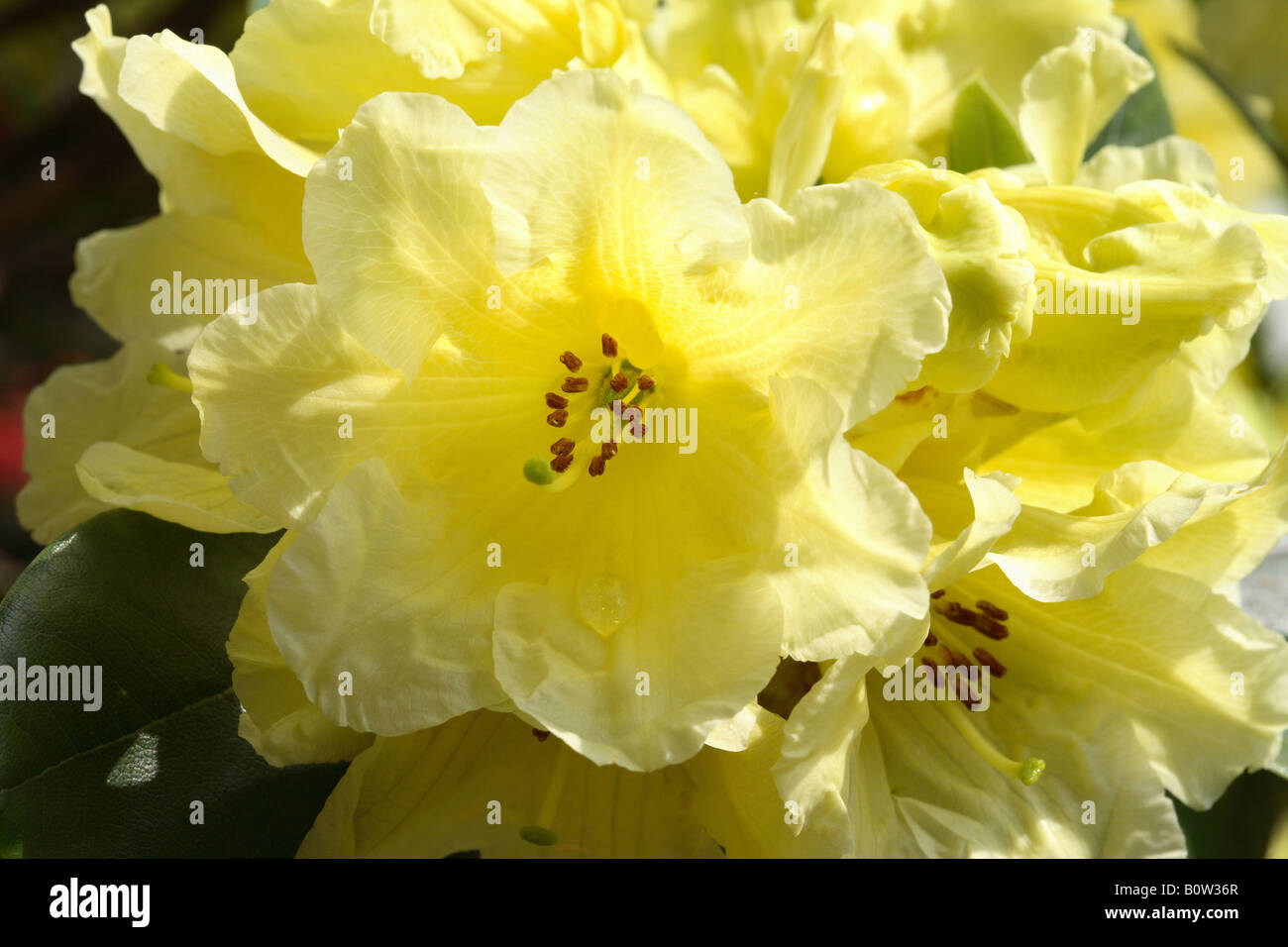 Rhodedendron bush hi-res stock photography and images - Alamy