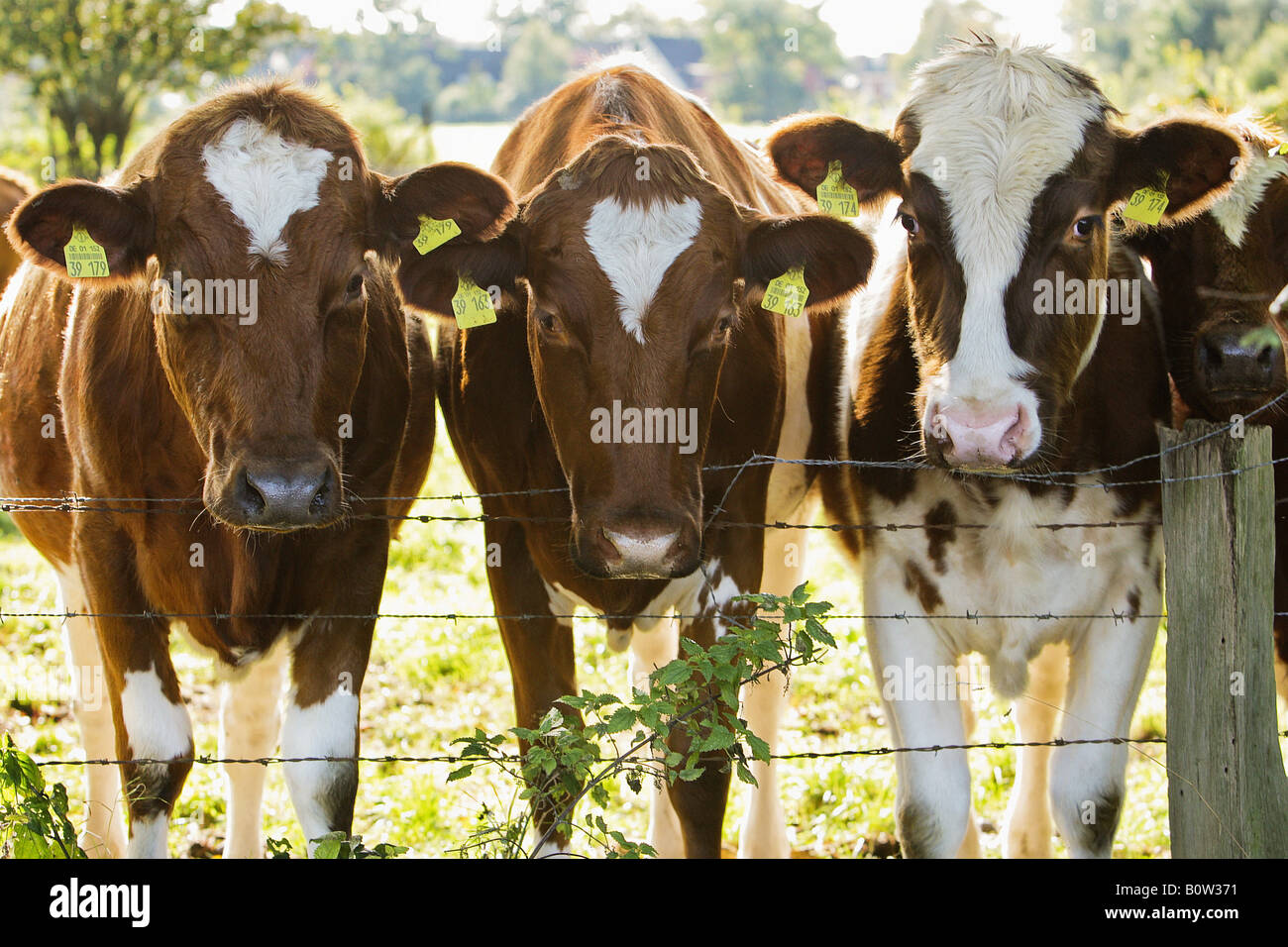 Domestic Cattle. Three cows standing behind a barbed wire fence Stock ...
