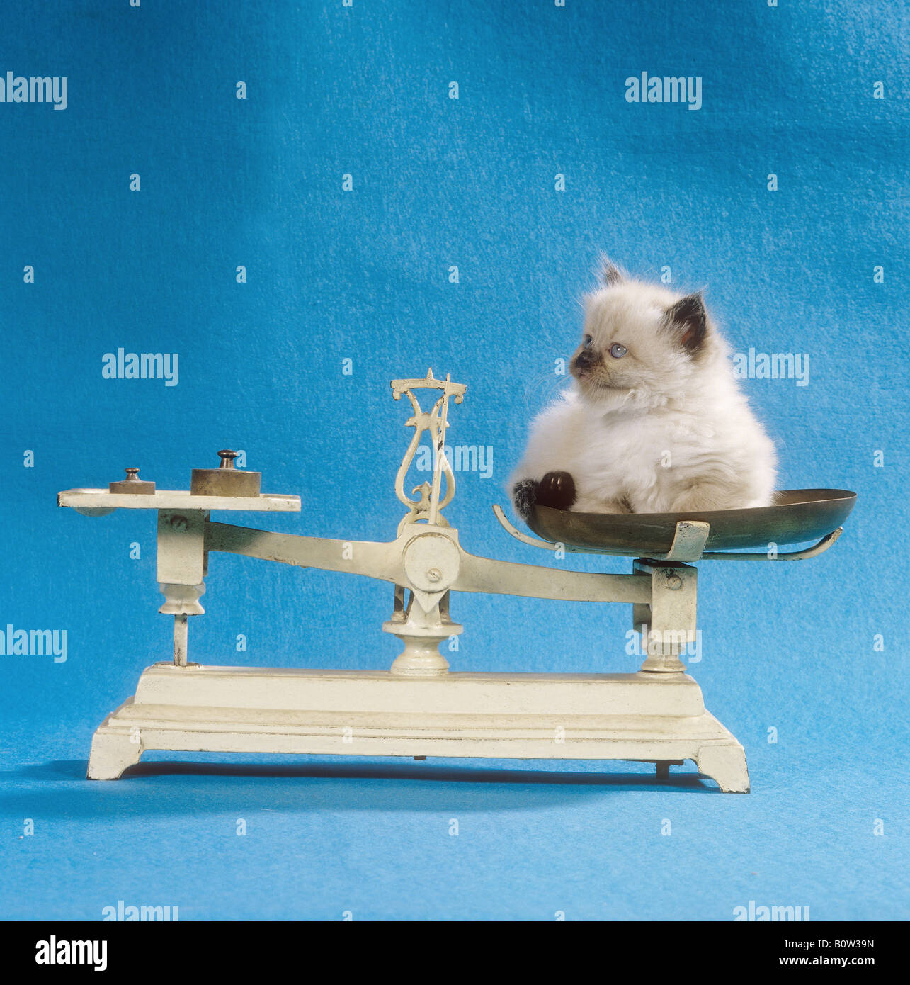 Himalayan persian cat hi-res stock photography and images - Alamy