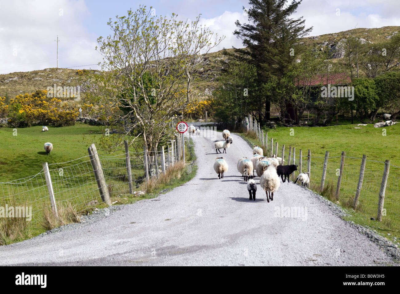 Sheep crossing a road in West Ireland Stock Photo - Alamy