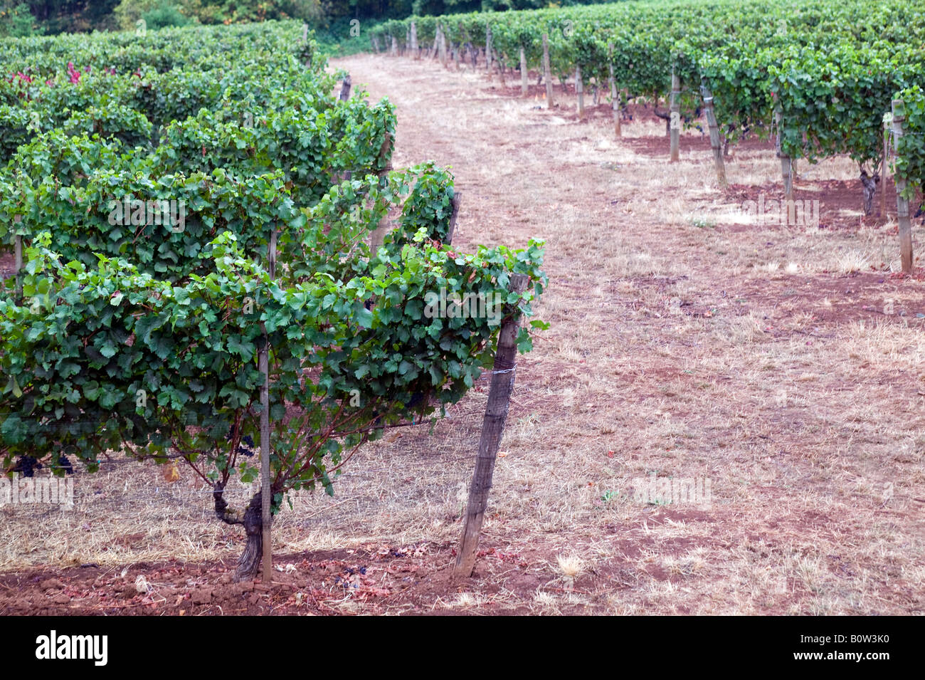 Rows of vines at a vineyard in Oregon Stock Photo - Alamy