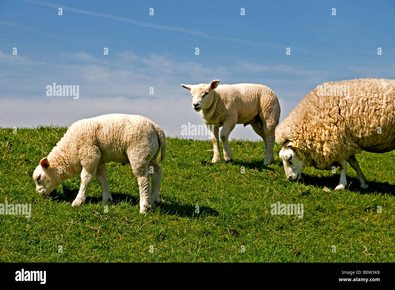 Netherlands sheep Lamb Lek river dike bank dam Stock Photo - Alamy