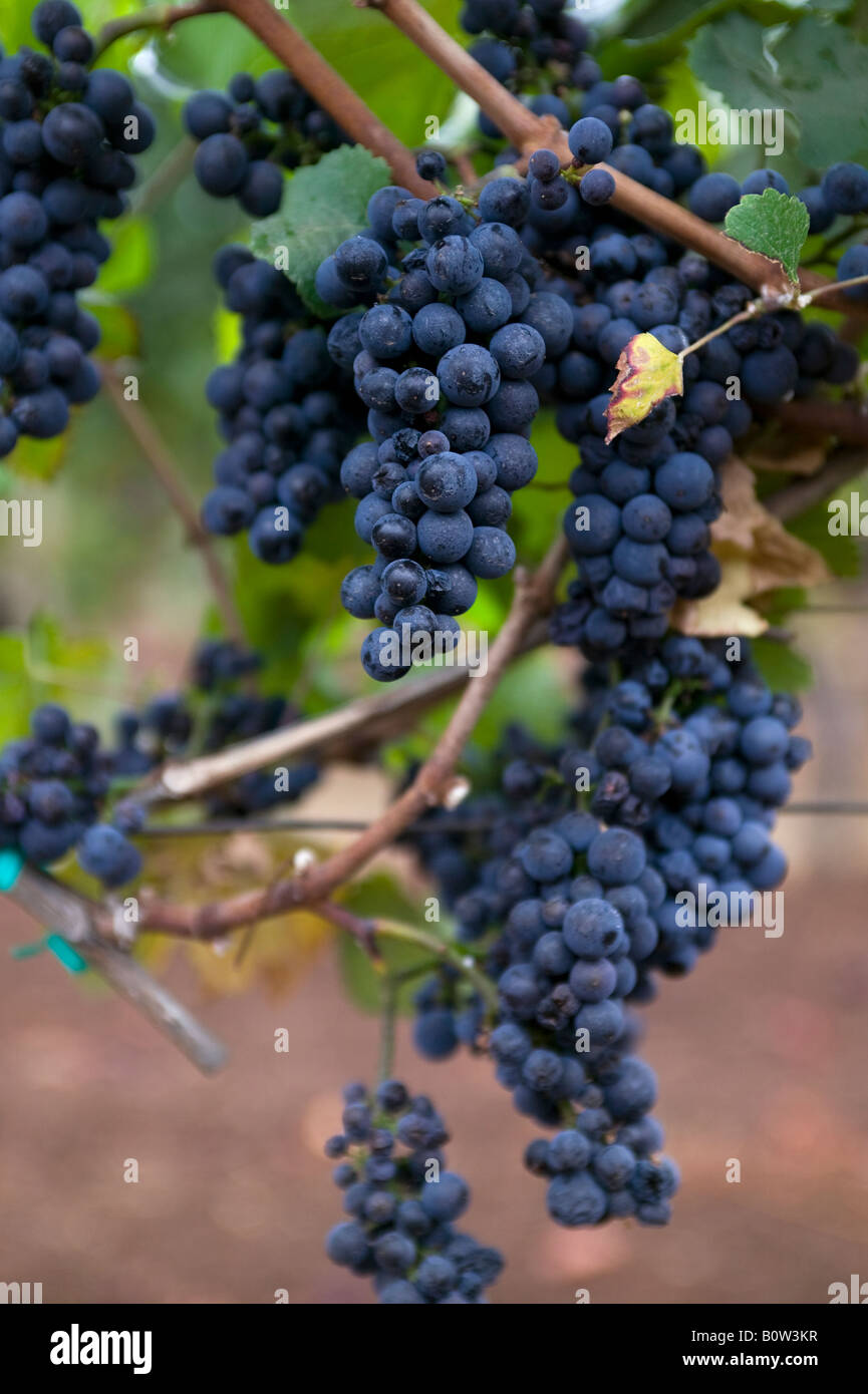 Clusters of grapes hanging on a vine Stock Photo - Alamy
