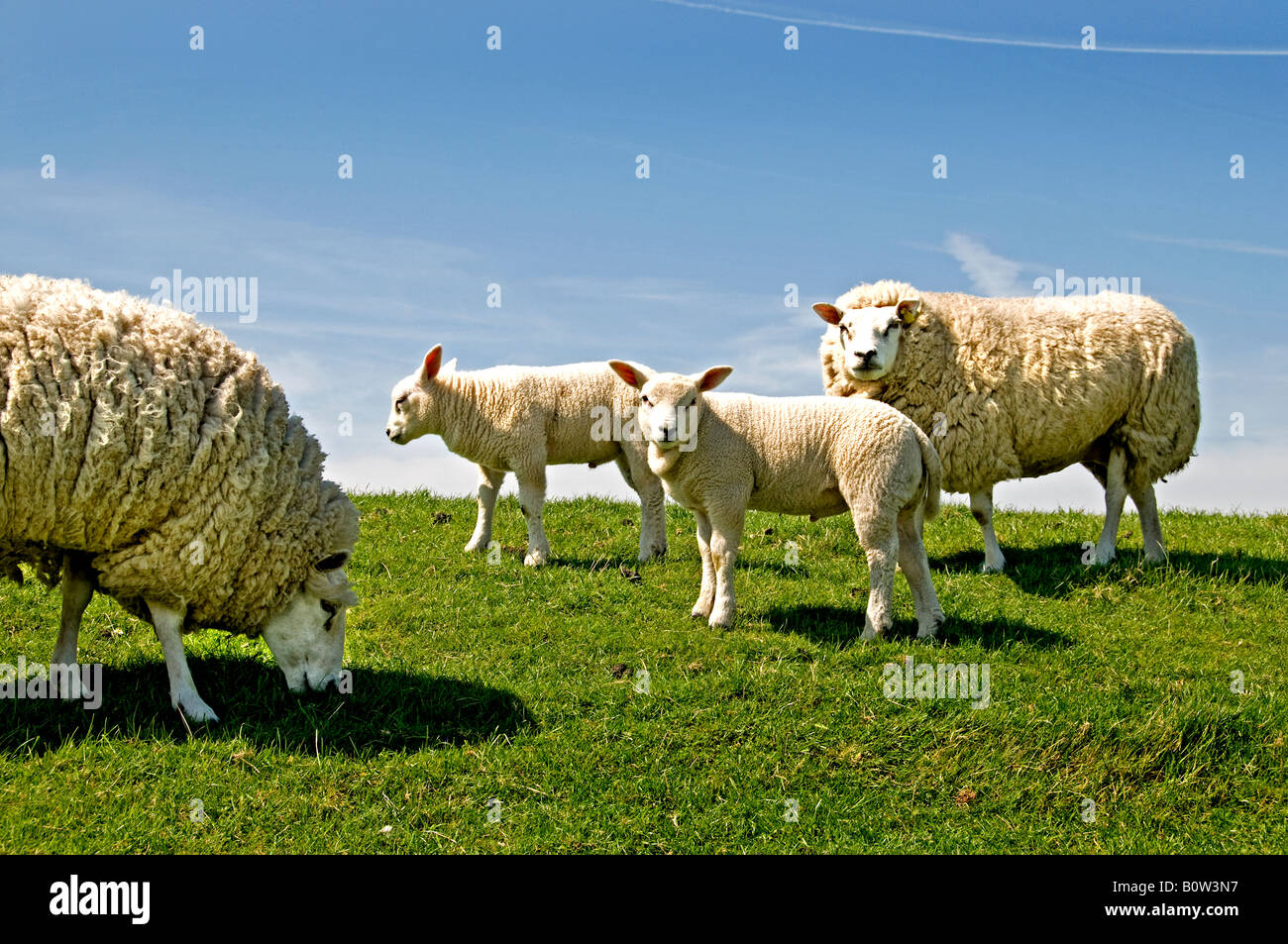 Netherlands sheep Lamb Lek river dike bank dam Stock Photo - Alamy