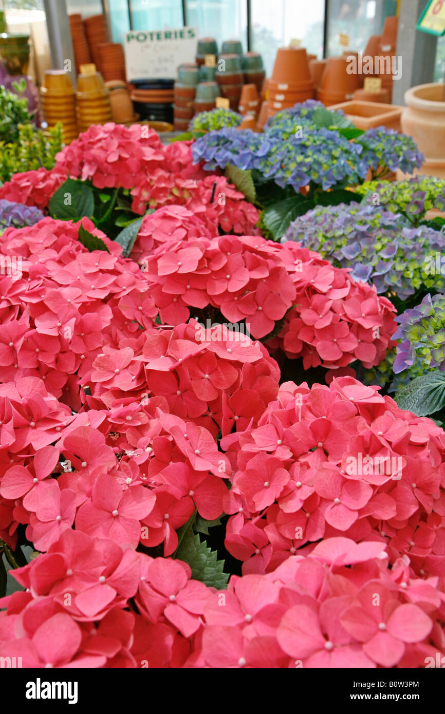Bigleaf hydrangea Hydrangea macrophylla Stock Photo - Alamy