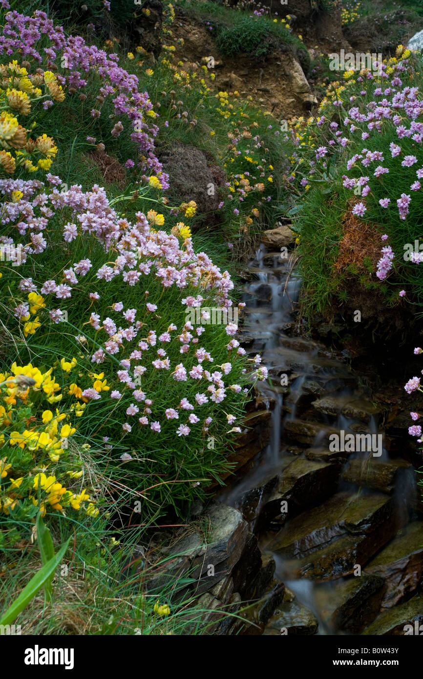 Cornish natural spring water hi-res stock photography and images - Alamy