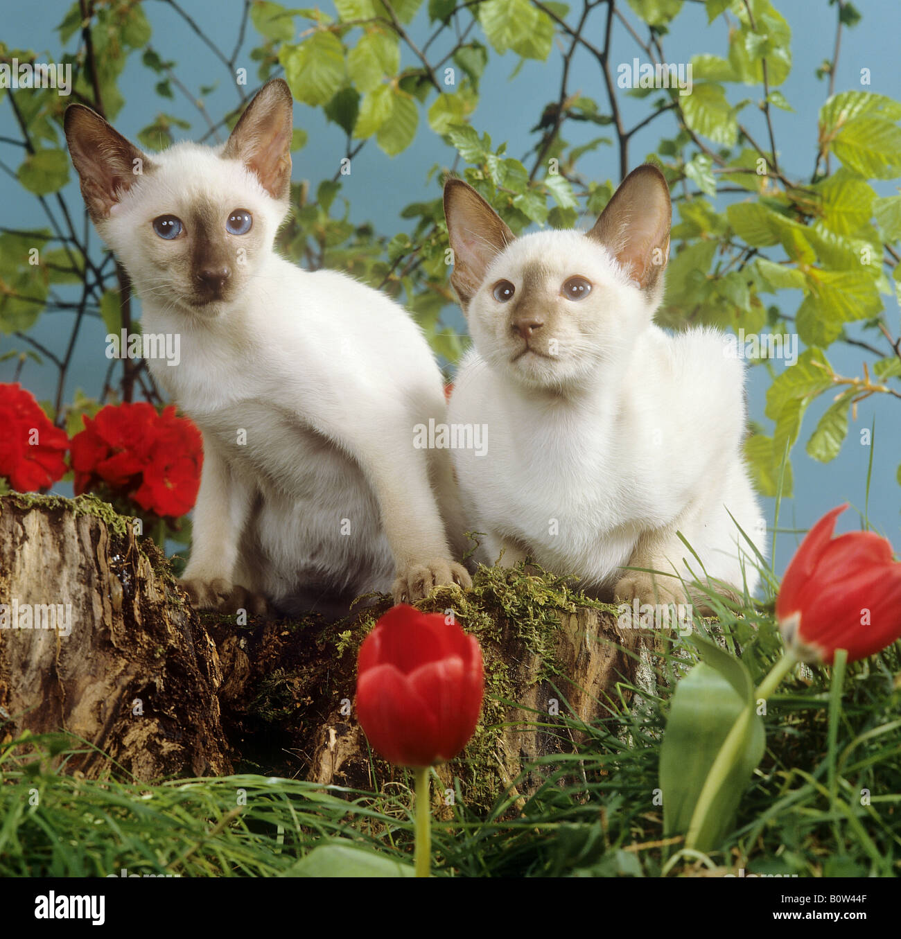 two siamese cats - sitting on tree trunk Stock Photo - Alamy