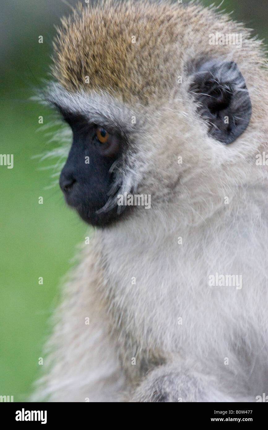 Monkey steal hi-res stock photography and images - Alamy