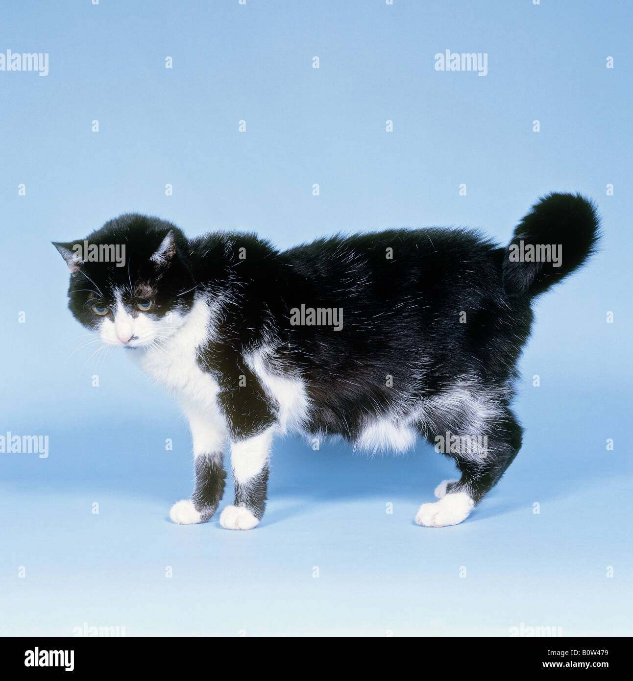 domestic cat - standing Stock Photo - Alamy