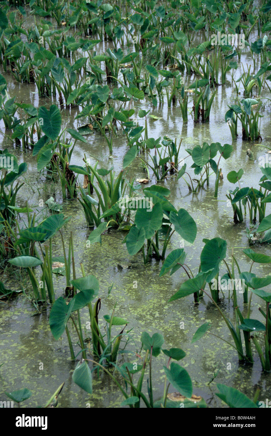 Taro food polynesia hi-res stock photography and images - Alamy