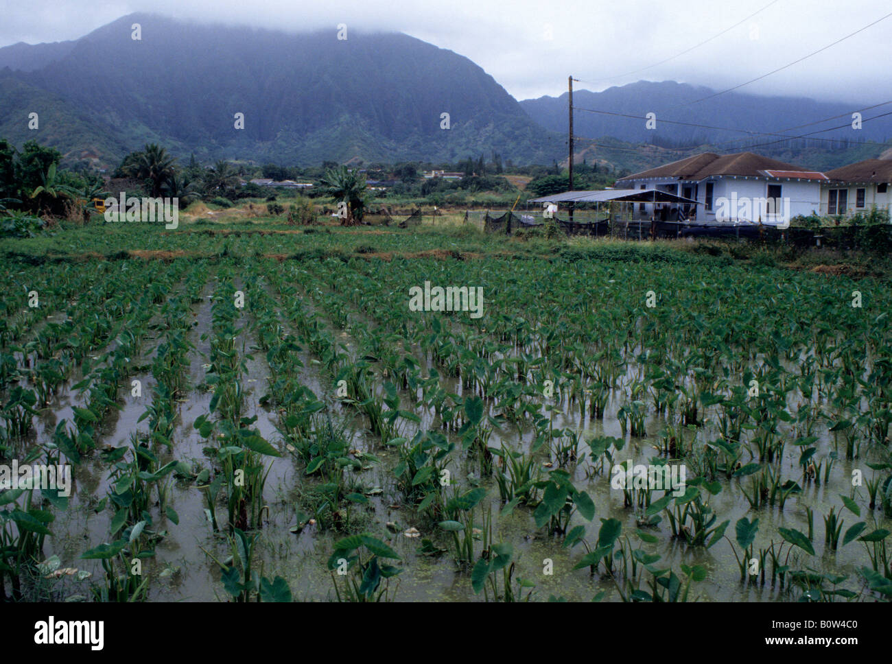 Taro food polynesia hi-res stock photography and images - Alamy