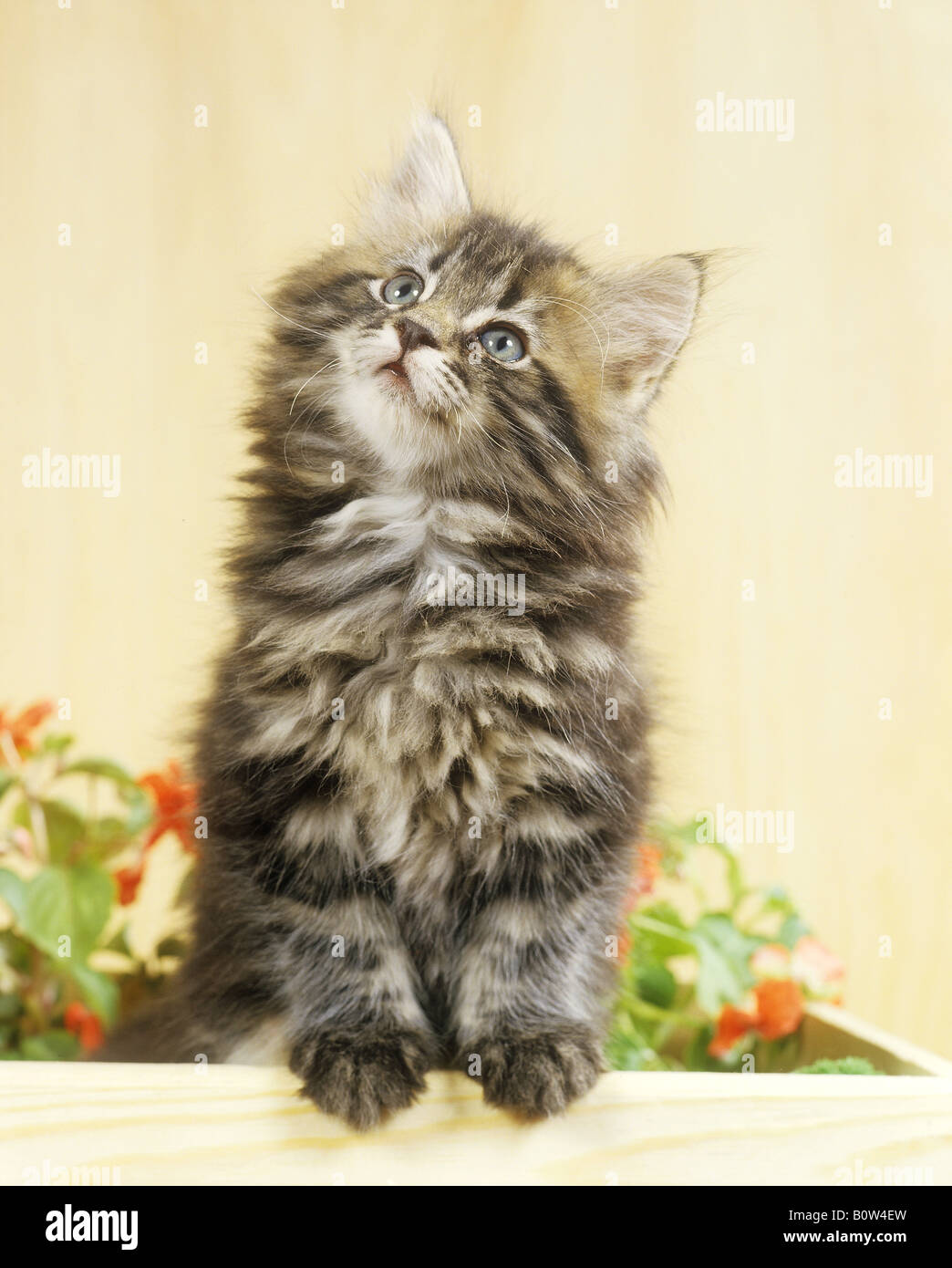 maine coon kitten - standing Stock Photo - Alamy
