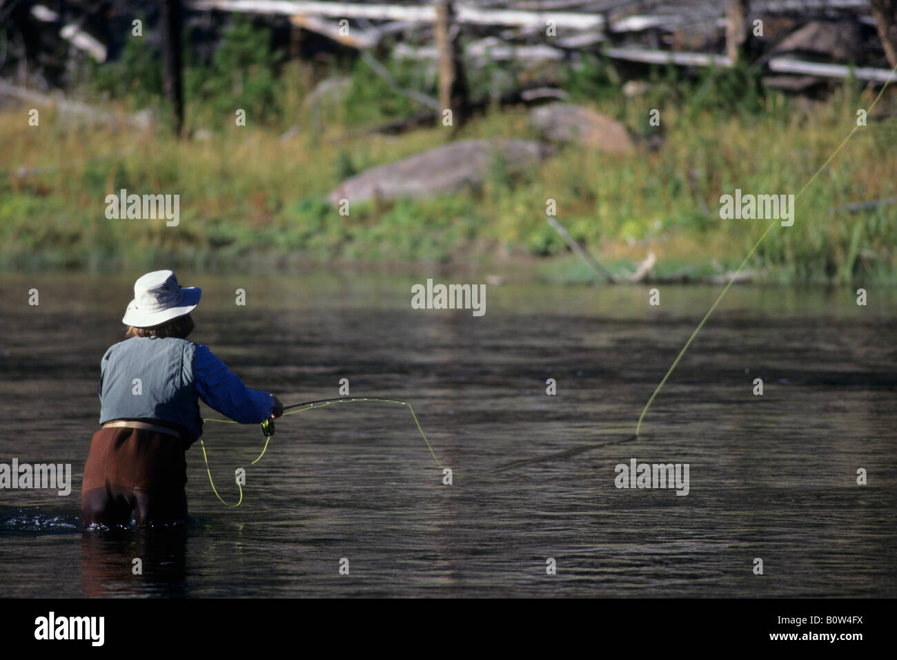 Woman fly fishing on the Madison River near West Yellowstone ...