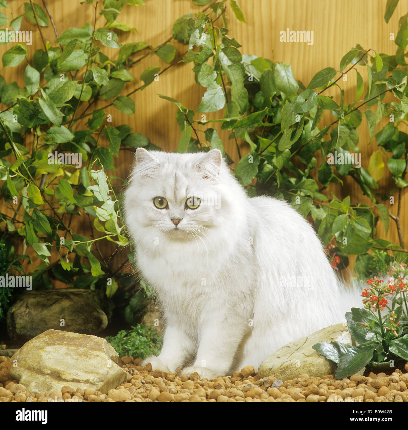 perser (silver shaded) - sitting Stock Photo - Alamy