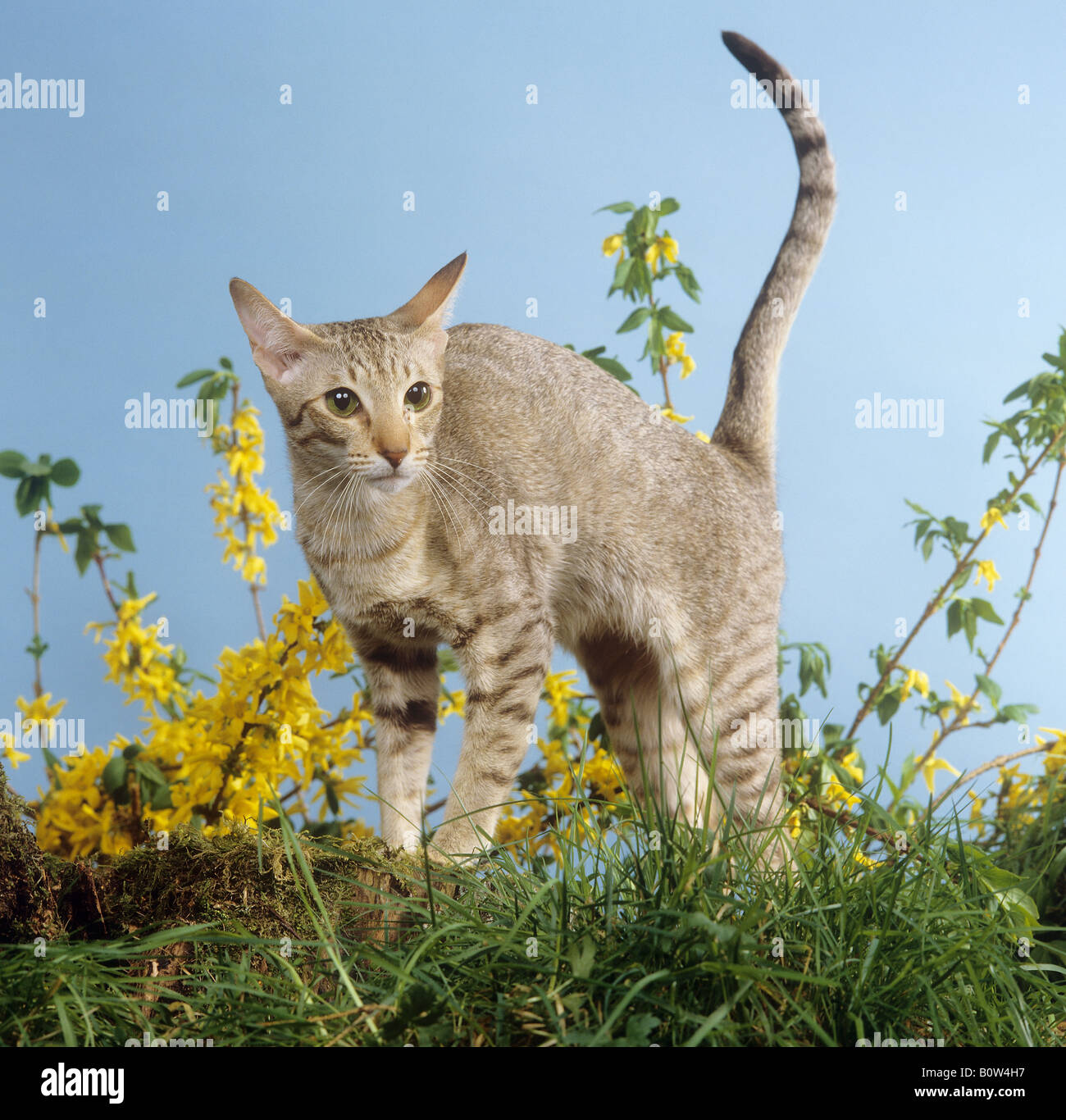Oriental shorthair hi-res stock photography and images - Alamy