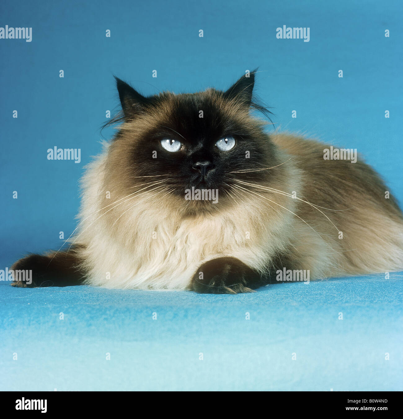 Colourpoint persian hi-res stock photography and images - Alamy