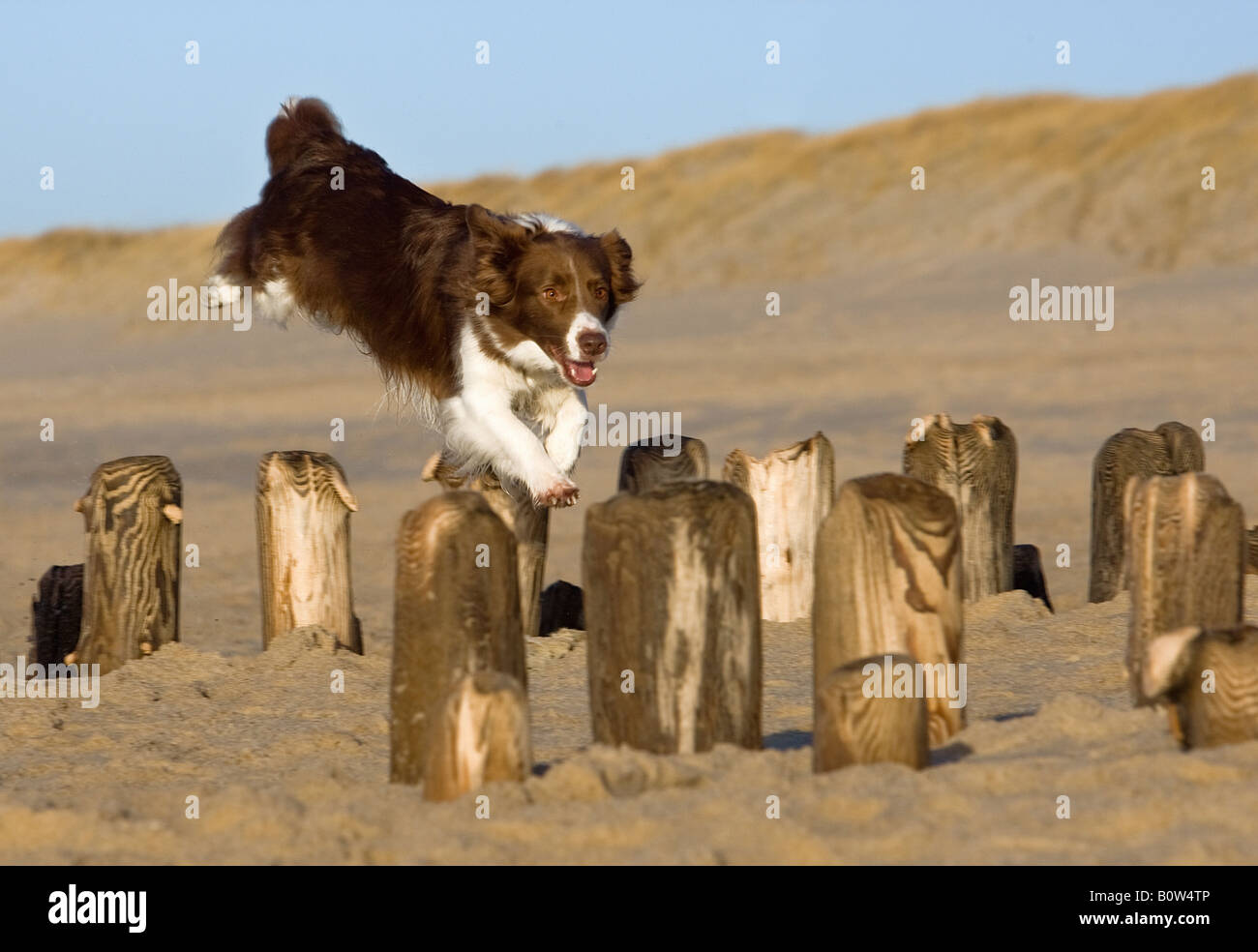 Border collie collies jumping hi-res stock photography and images - Alamy