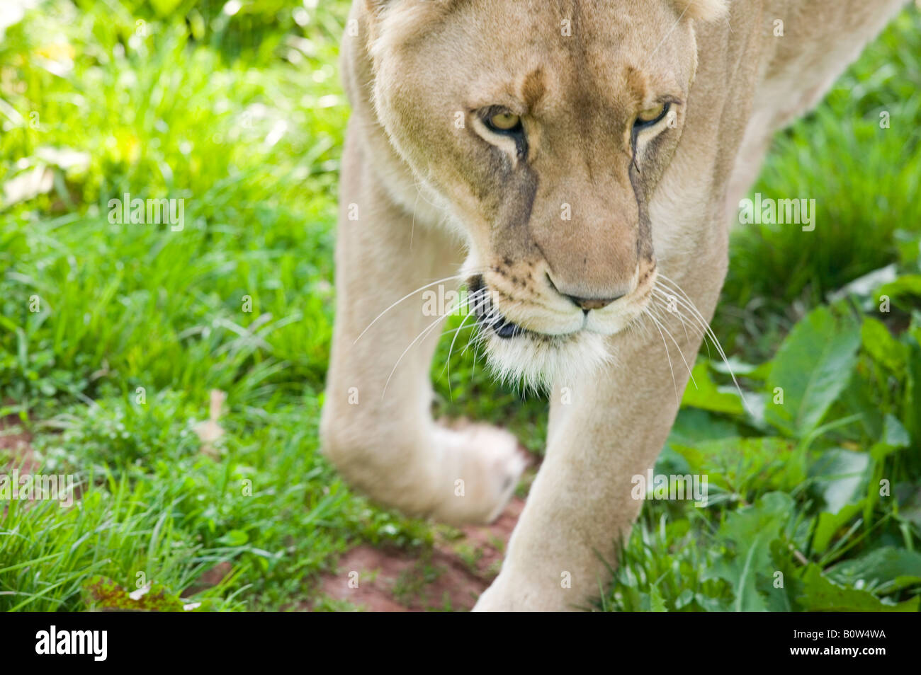 Lioness on the Prowl Stock Photo - Alamy