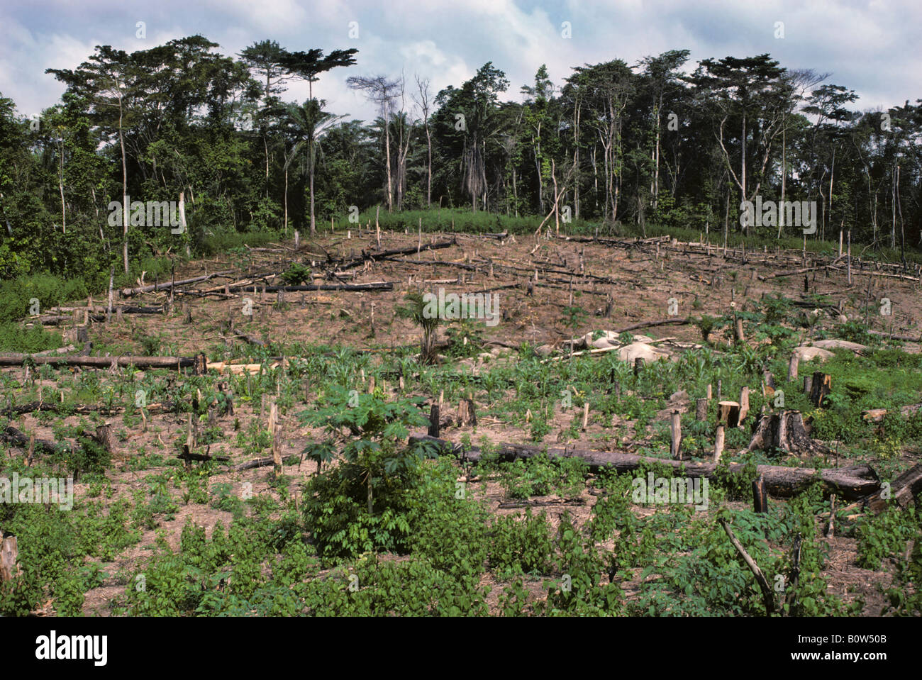 Deforestation In Africa