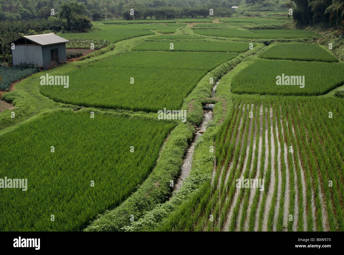 Rice field japan hi-res stock photography and images - Alamy