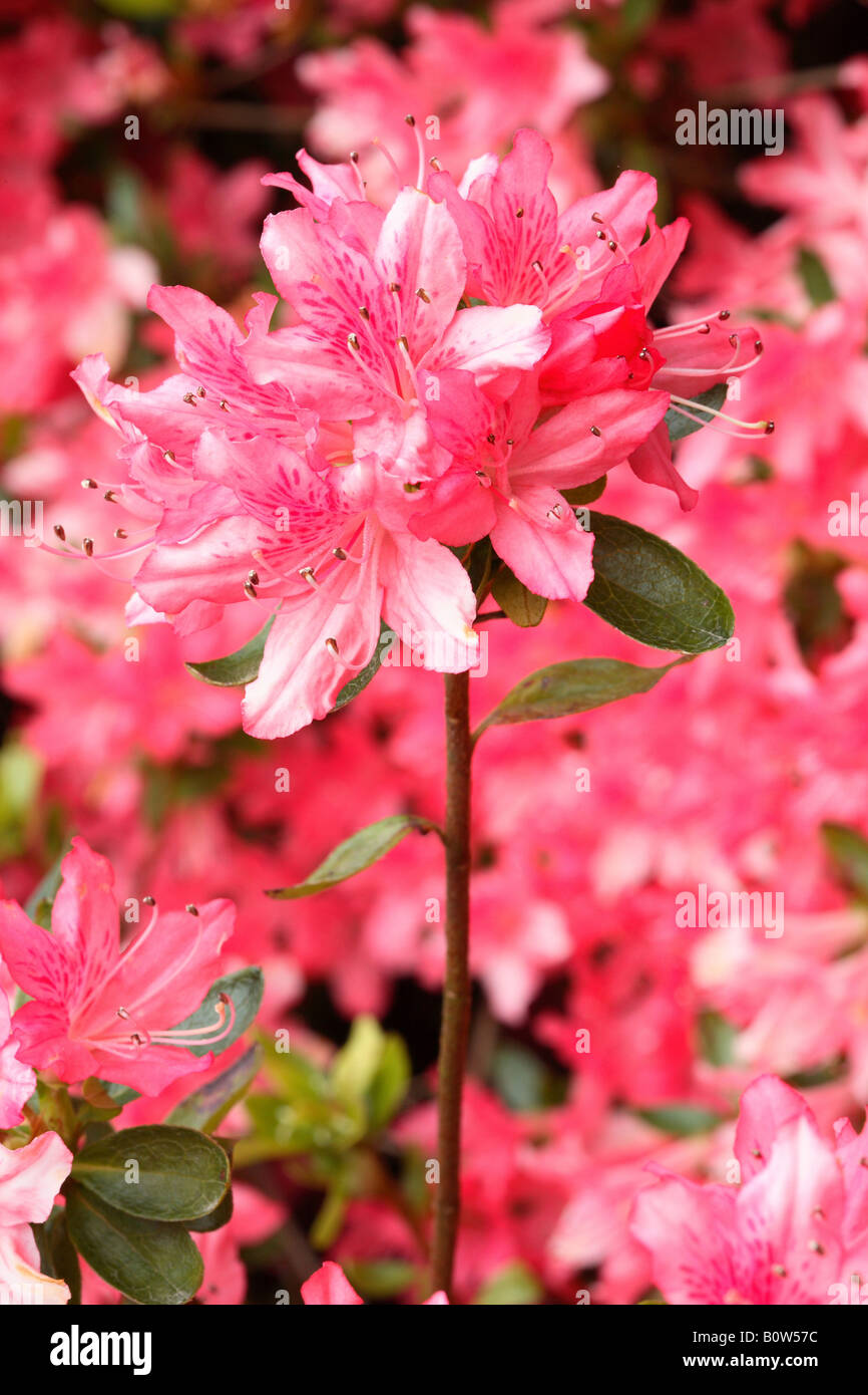 Rhodedendron flower bloom hi-res stock photography and images - Alamy