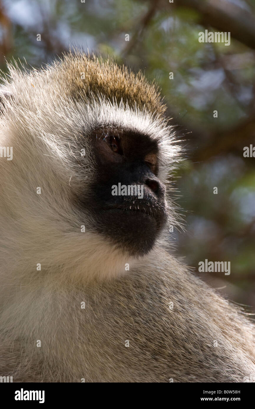 Vervet monkey in tree Stock Photo - Alamy