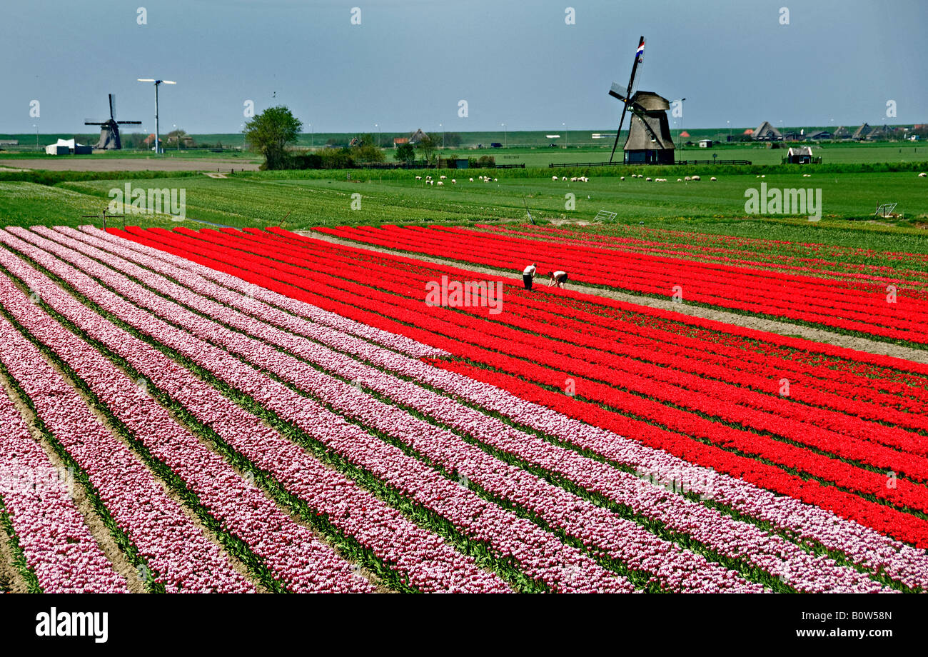 Dutch bulbfields windmill hi-res stock photography and images - Alamy