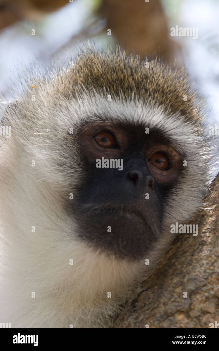 Vervet monkey in tree Stock Photo - Alamy