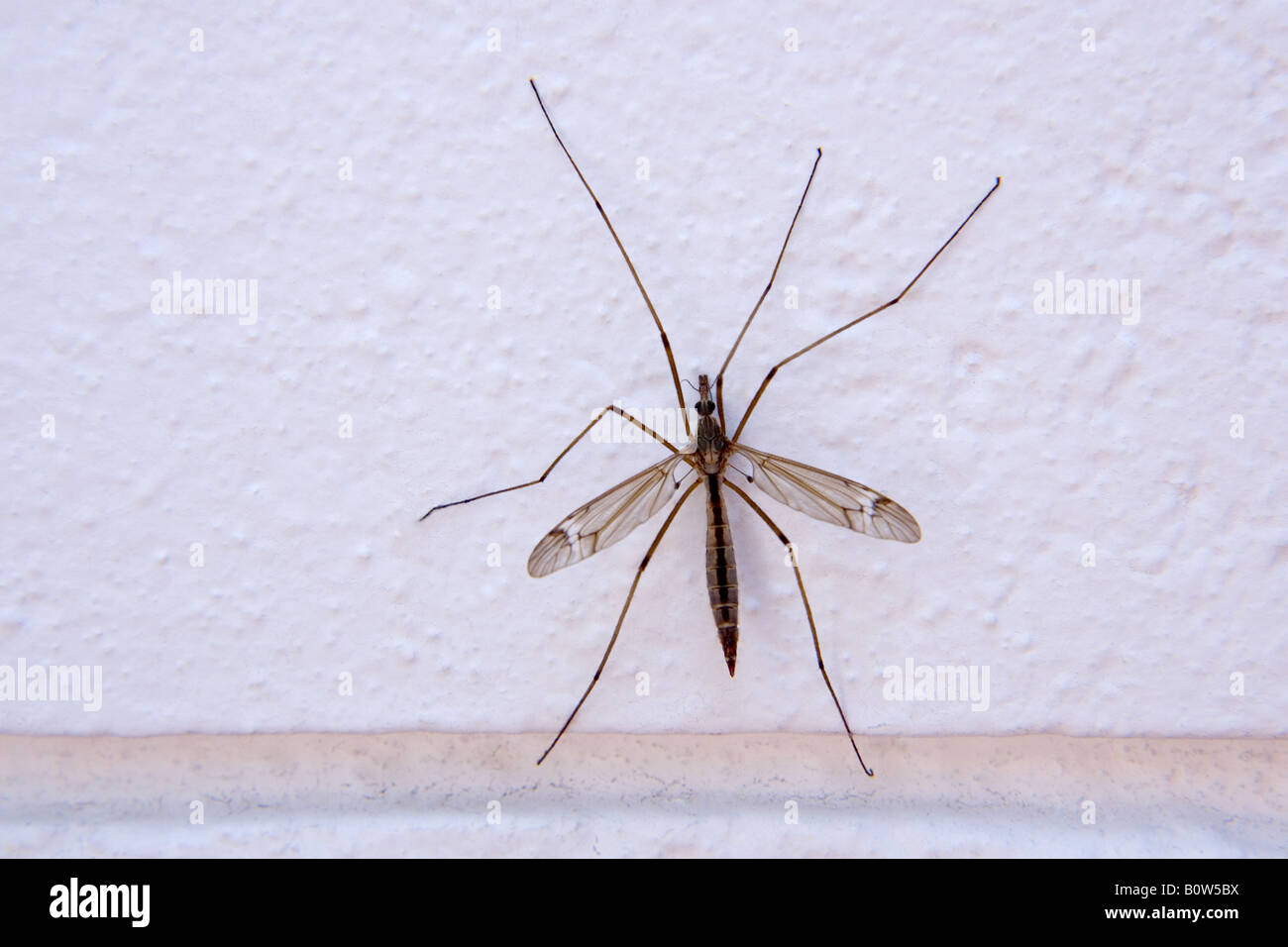 Fly with long and slender legs hi-res stock photography and images - Alamy