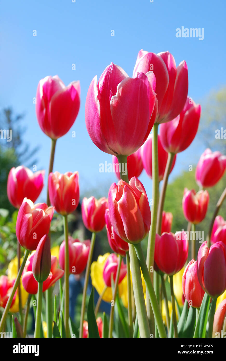Tulip in center hi-res stock photography and images - Alamy