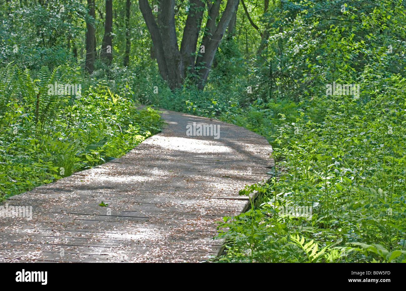 A nice scenic path trough the woods Stock Photo - Alamy