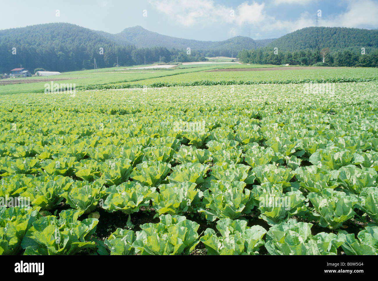 Chinese cabbage field Stock Photo - Alamy