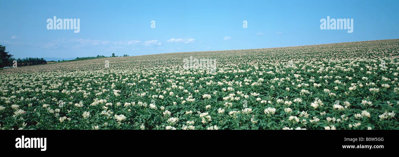 Agriculture potato field hi-res stock photography and images - Alamy