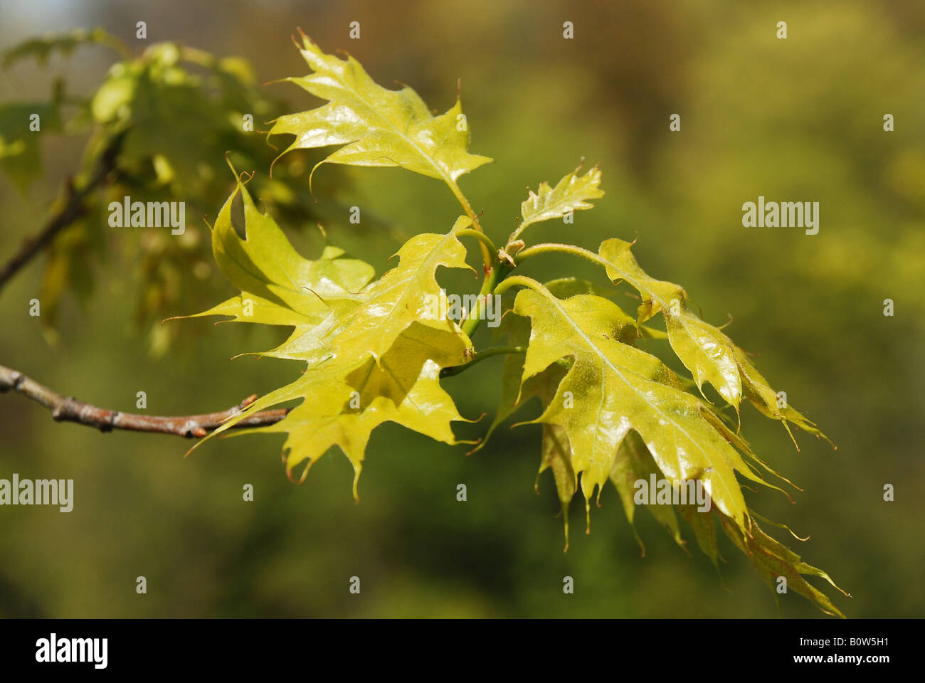 Young green maple tree leaves background Stock Photo - Alamy