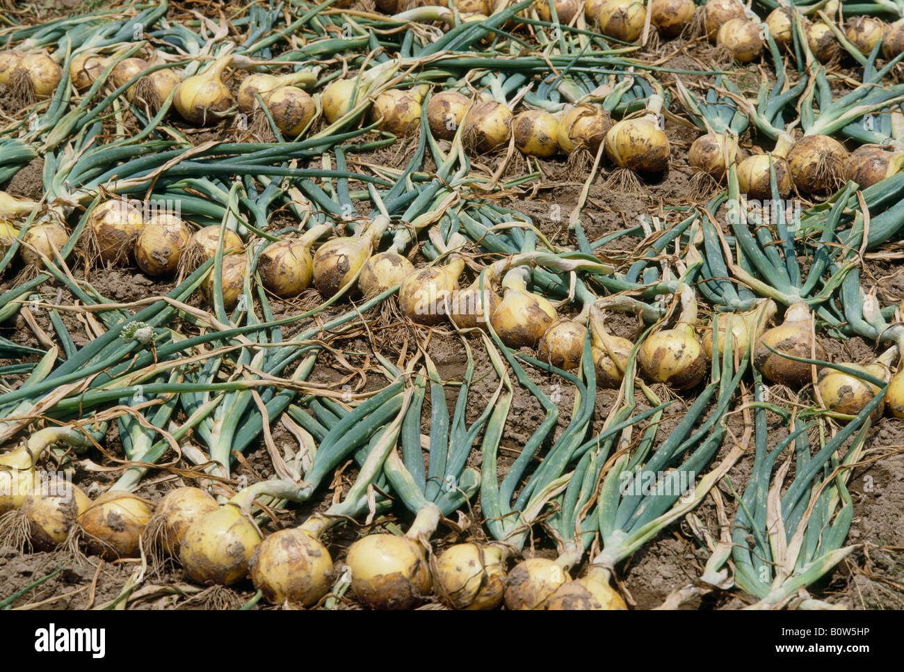 Onion on field hi-res stock photography and images - Alamy