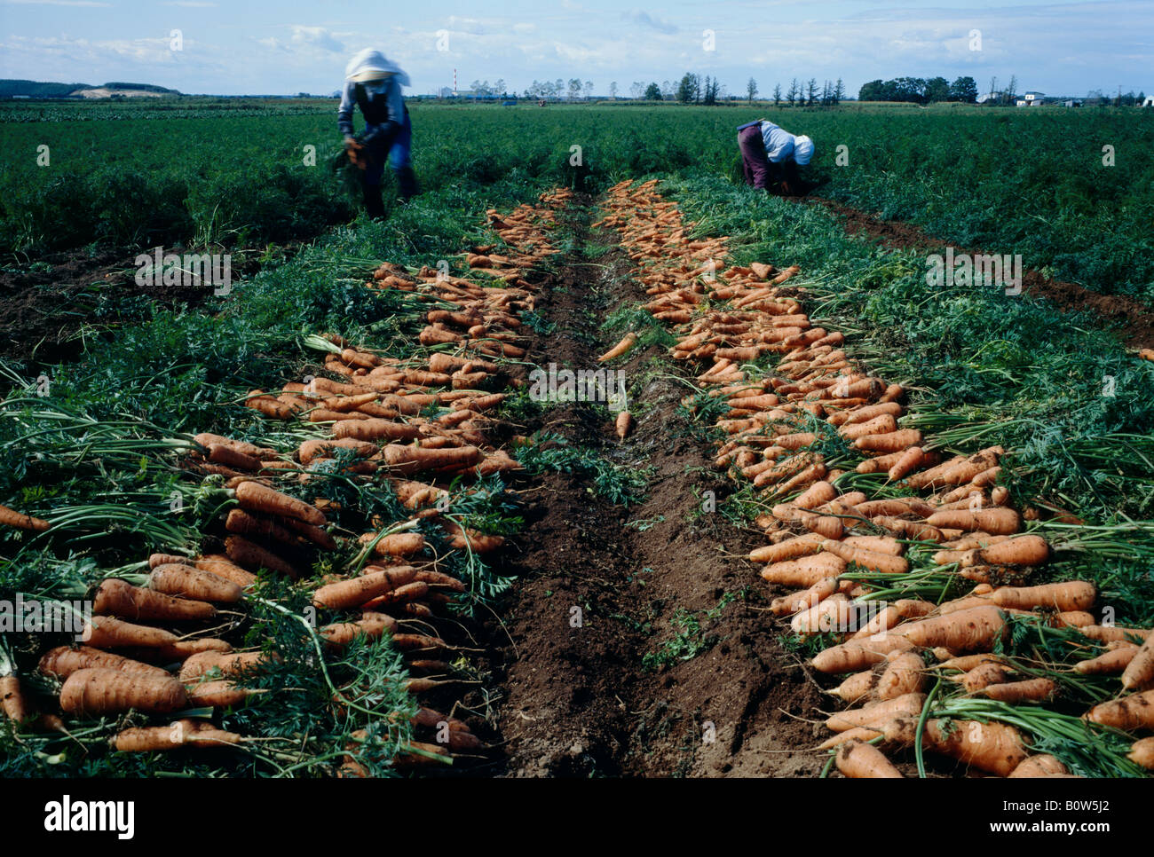 Carrot field hi-res stock photography and images - Alamy
