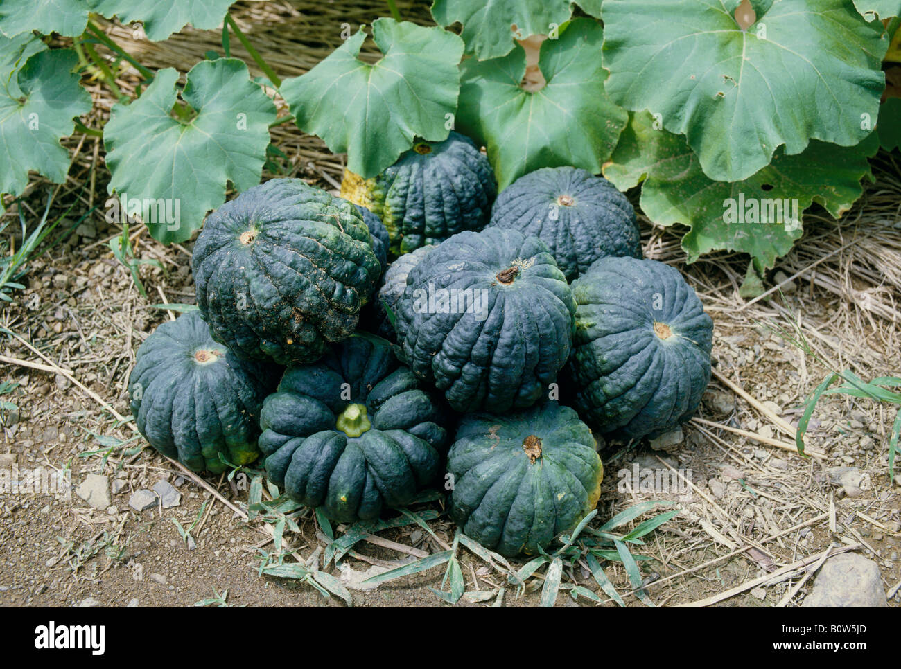 Pumpkins on ground Stock Photo - Alamy