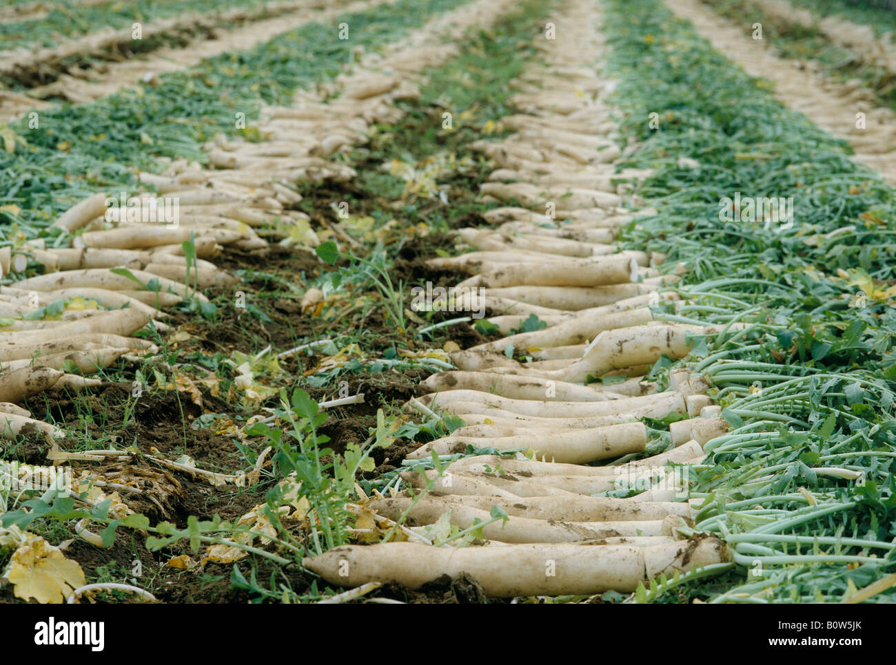 Daikon radish field Stock Photo - Alamy