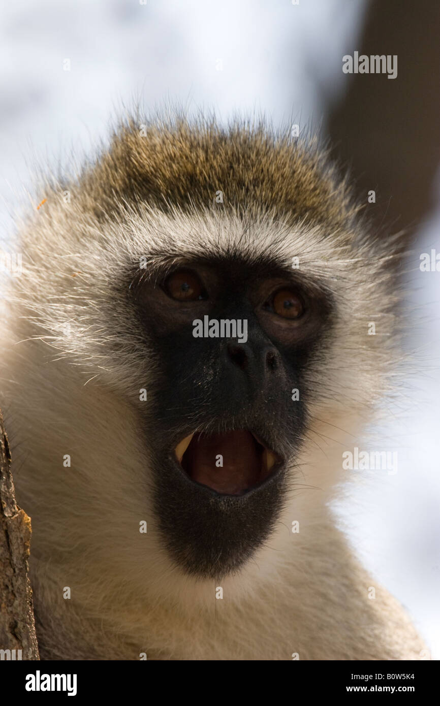 Vervet monkey showing teeth Stock Photo - Alamy