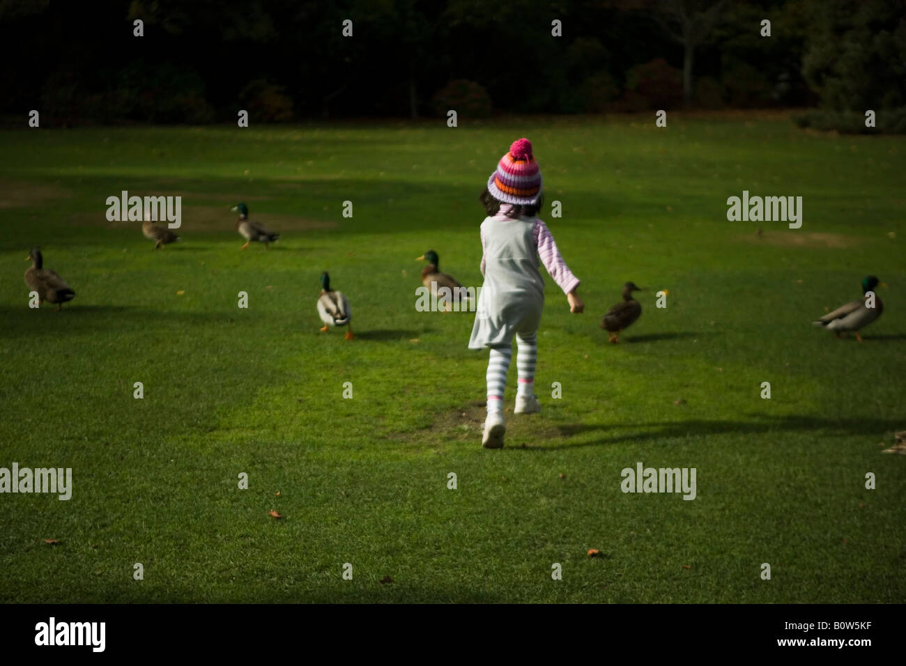 Child following ducks hi-res stock photography and images - Alamy