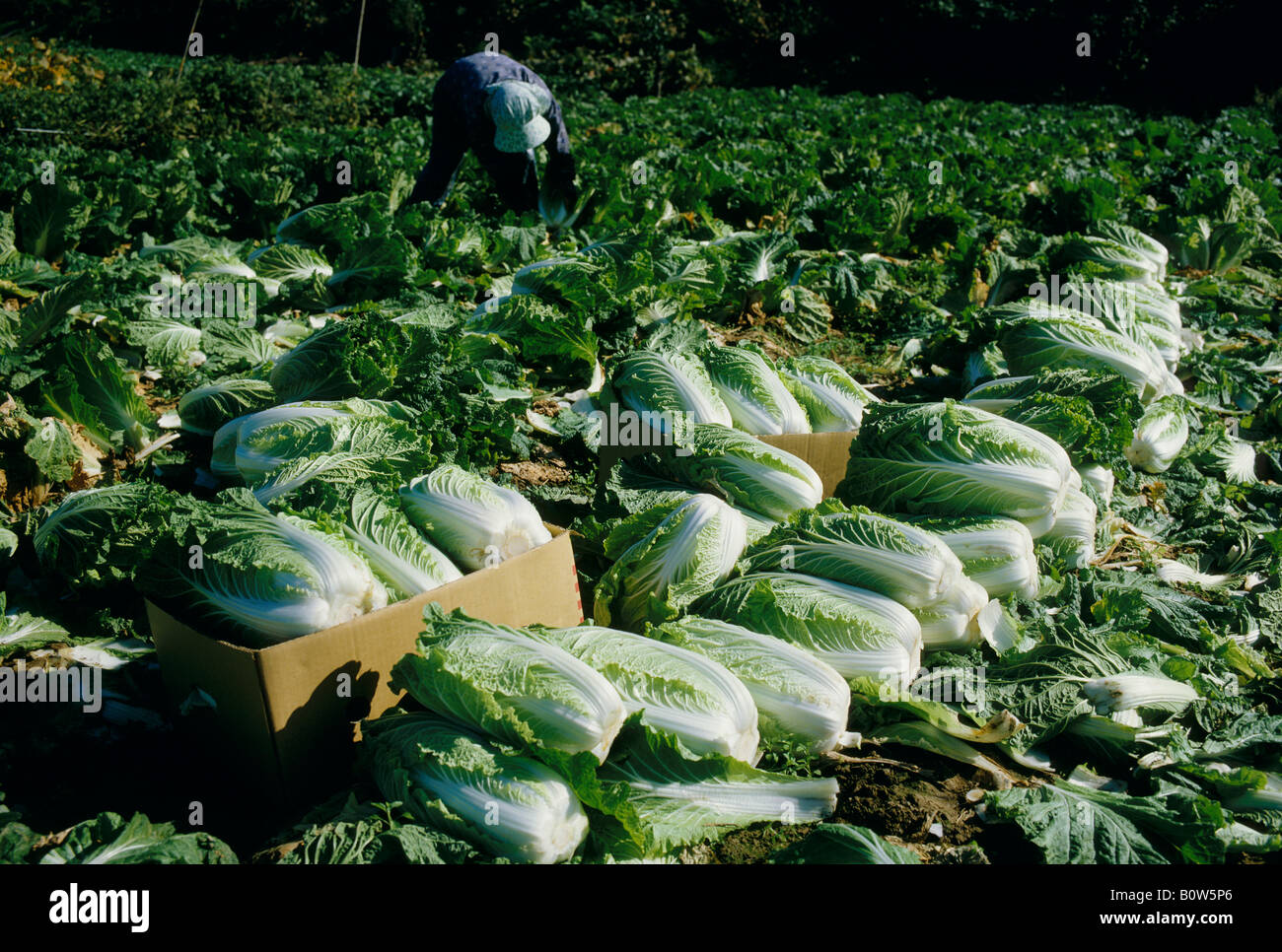 Farmer harvesting Chinese cabbages Stock Photo - Alamy