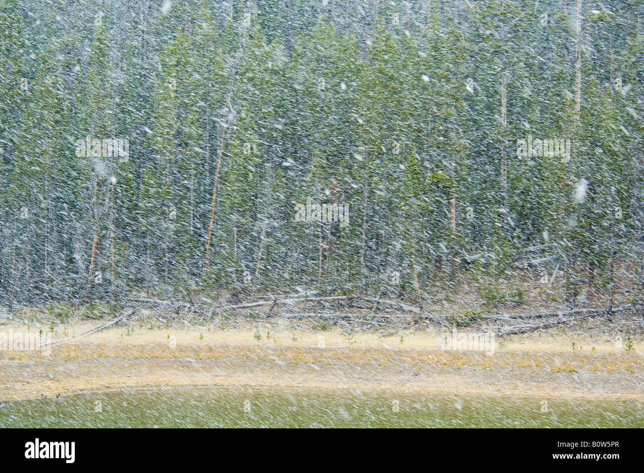Snowflakes falling in national forest hi-res stock photography and ...