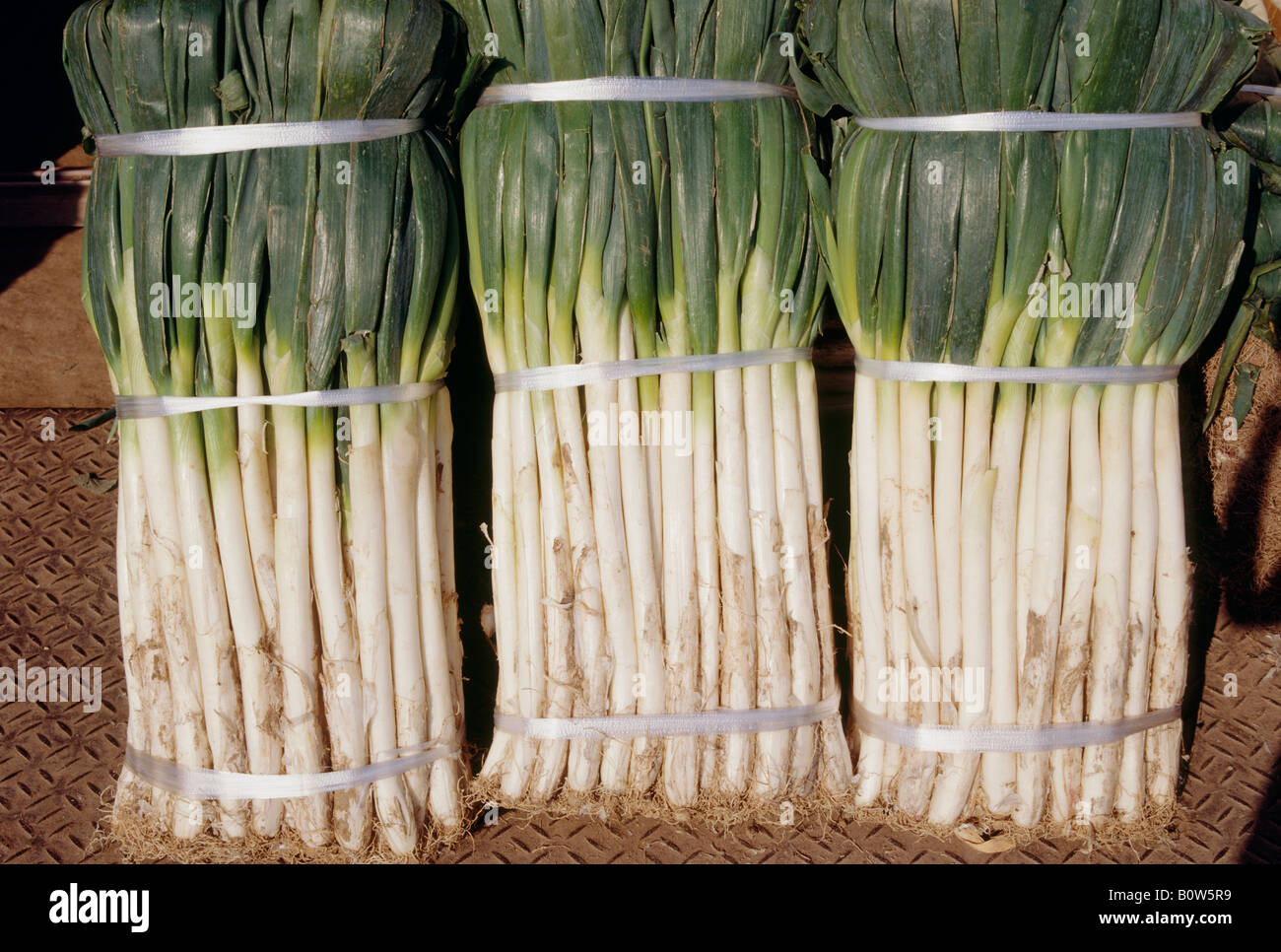 Bunches of spring onions Stock Photo - Alamy